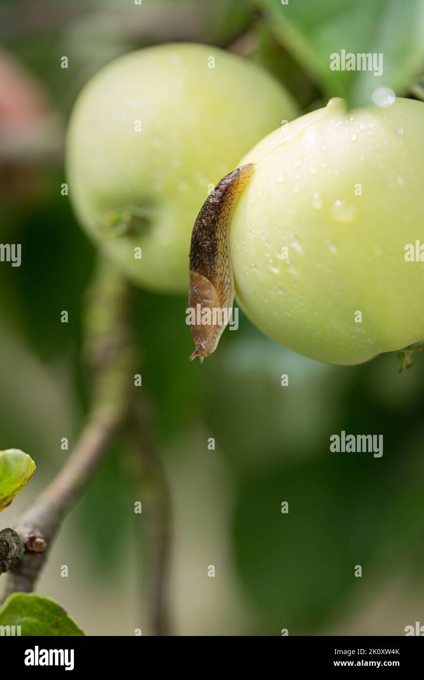 Mollusc movement hi-res stock photography and images - Alamy