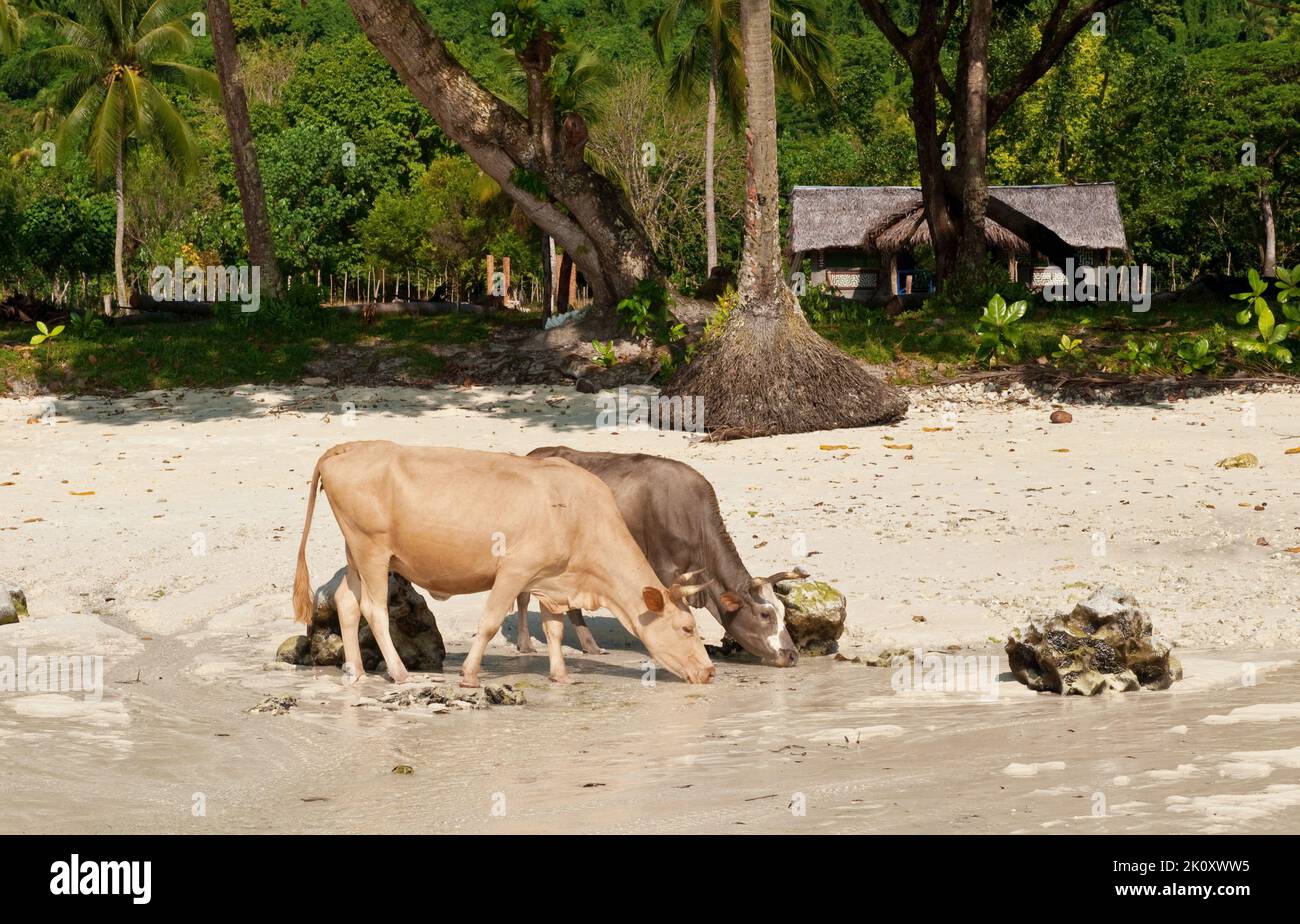 Beautiful shot two cows hi-res stock photography and images - Alamy