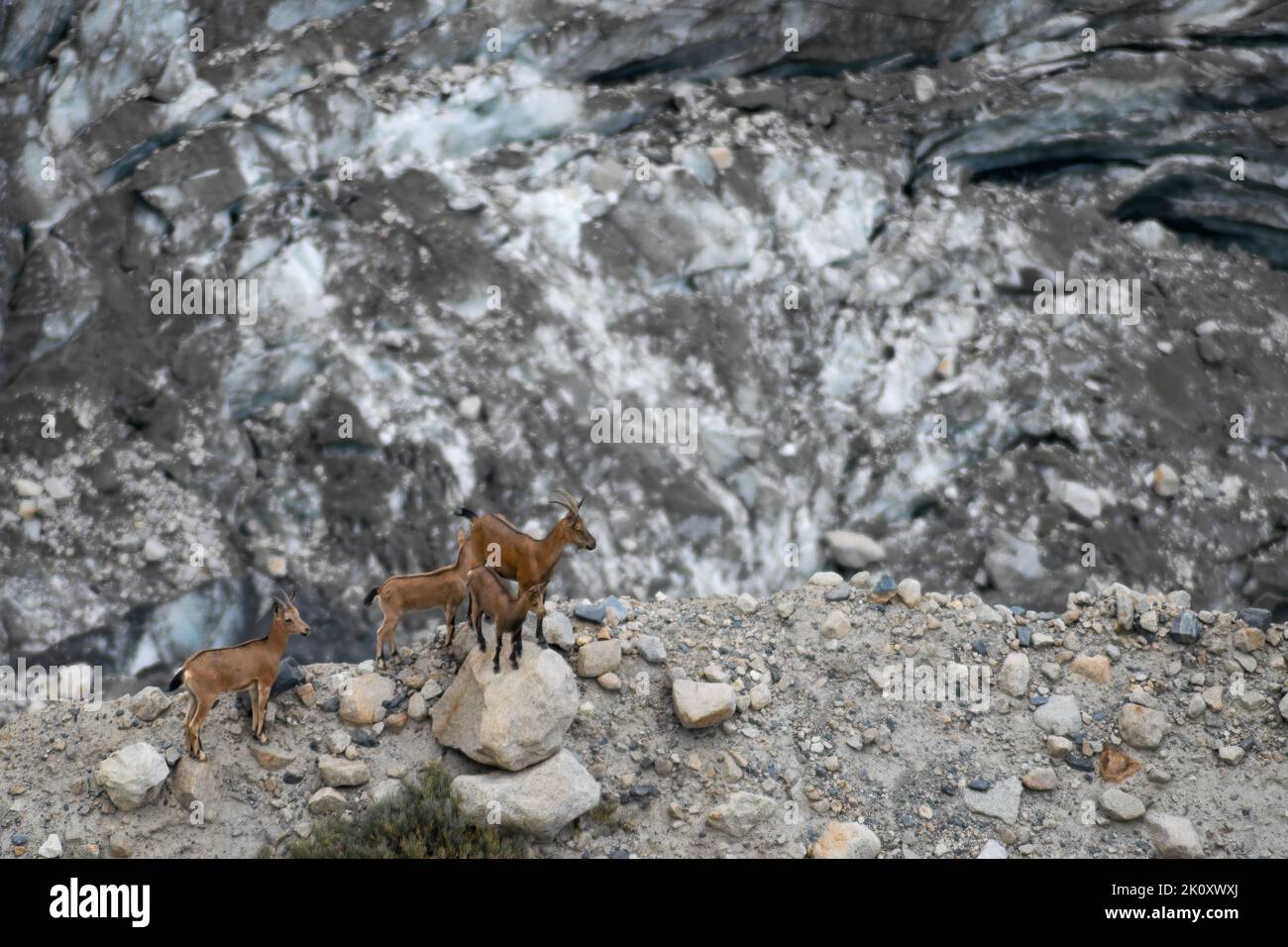 A high angle shot of wild goats at Passu Glacier, Karakoram Highway ...