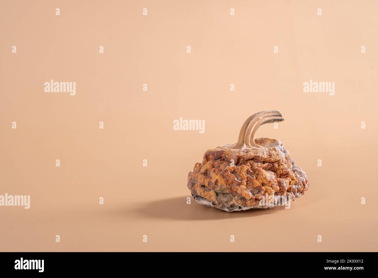 Black mold on the pumpkin. Rotten orange pumpkin. Rotten foods. Moldy ...