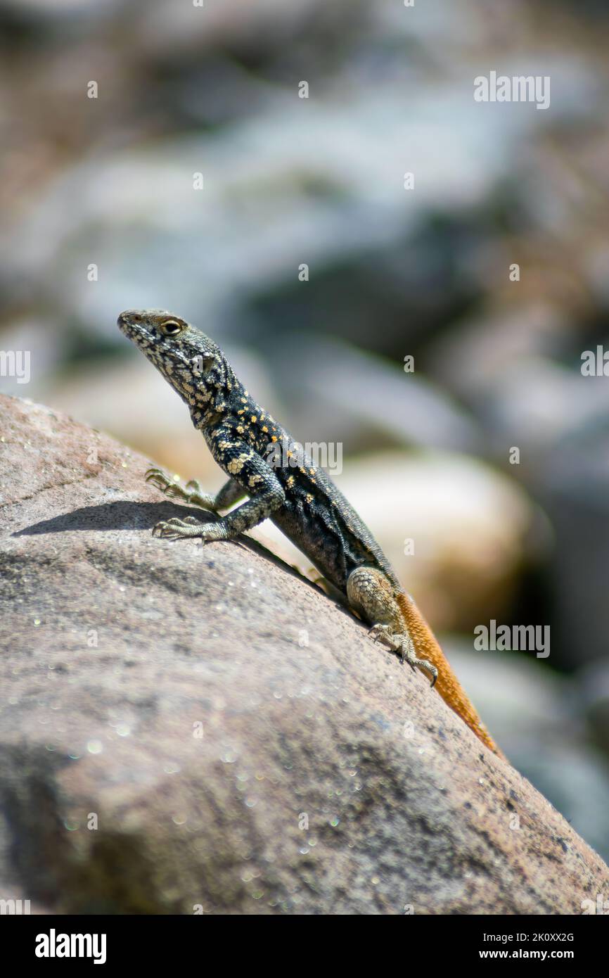 A vertical closeup of an Oplurus lizard on a rock at Karimabad ...