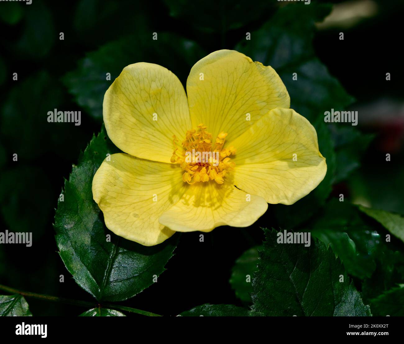 A closeup of Tottering-by-Gently, English shrub rose Stock Photo - Alamy