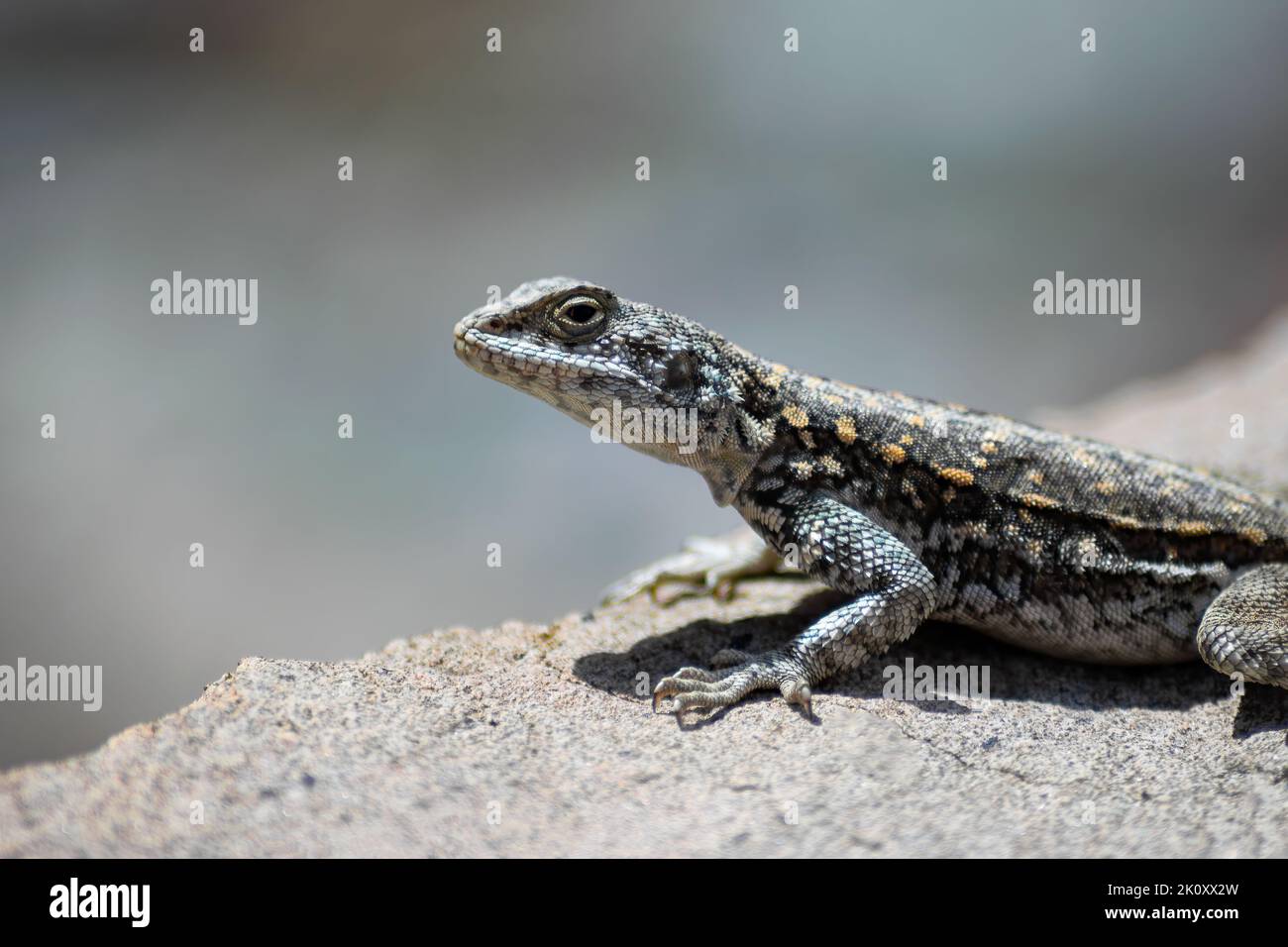 A closeup of an Oplurus lizard on a rock at Karimabad, karakoram ...