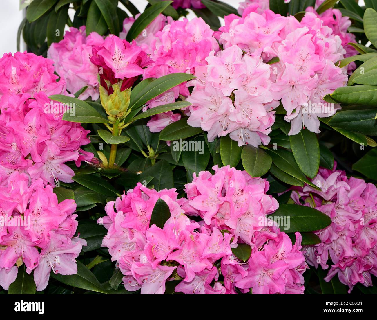 A closeup of Rhododendron Holden. Beautiful evergreen shrub Stock Photo ...