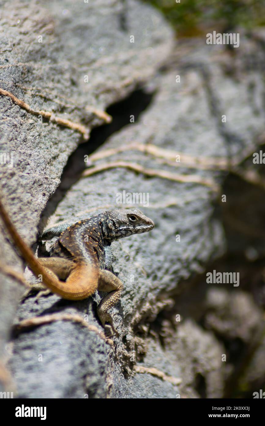 A vertical closeup of an Oplurus lizard on a rock at Karimabad ...