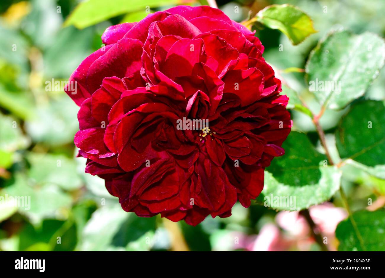 Rosa ‘munstead wood’ hi-res stock photography and images - Alamy