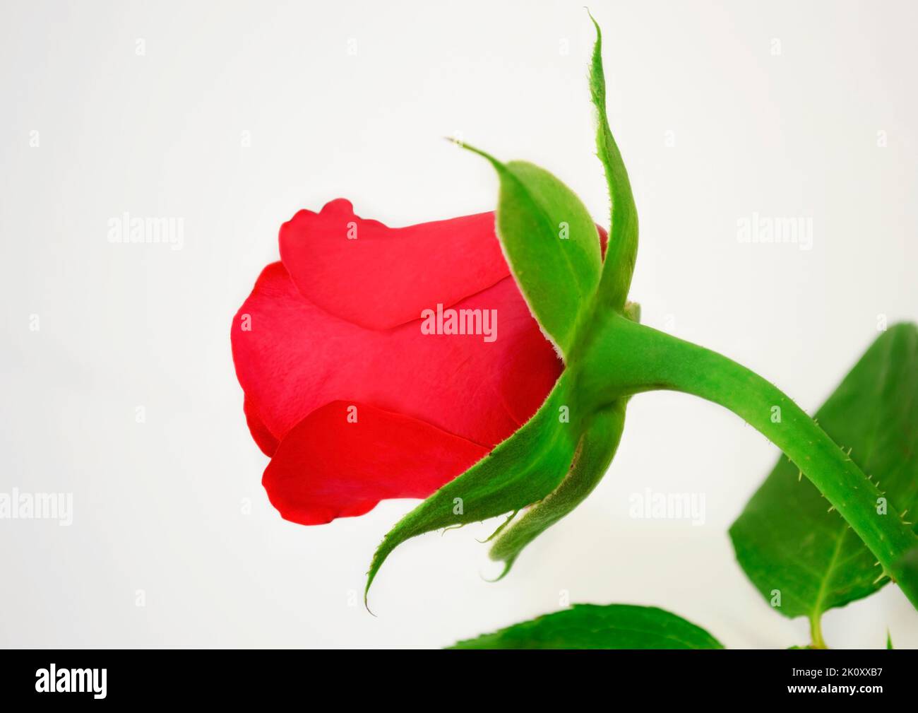 blooming red rose - spring flower garden Stock Photo - Alamy