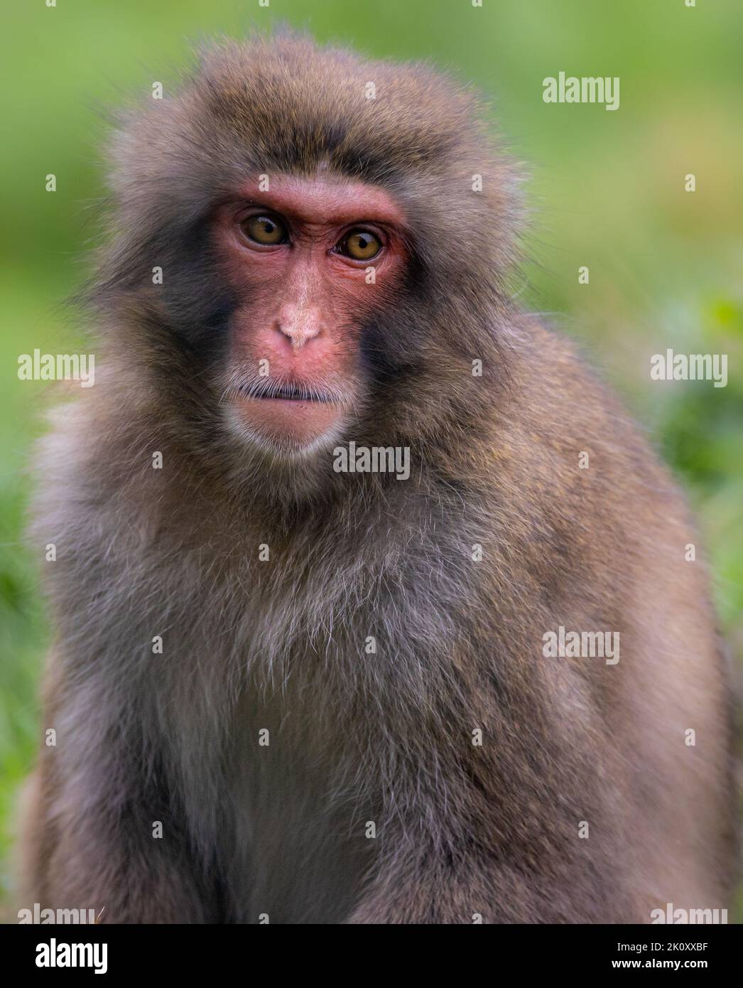 Japanese Macaque (Macaca fuscata) profile filling the image against a clear background Stock ...