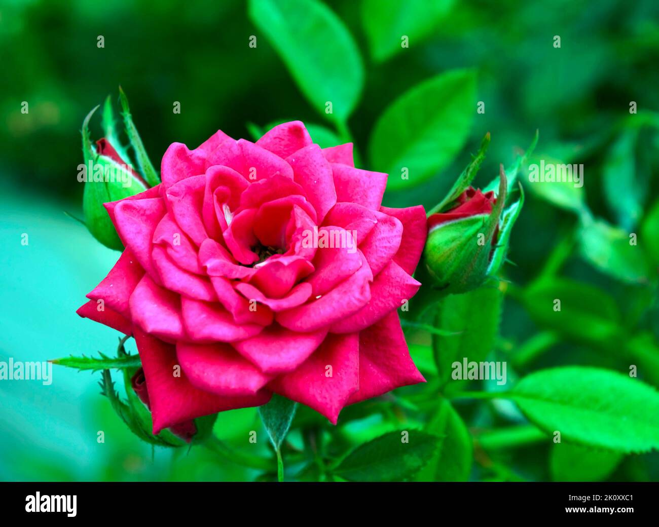 blooming pink rose - spring flower garden Stock Photo - Alamy