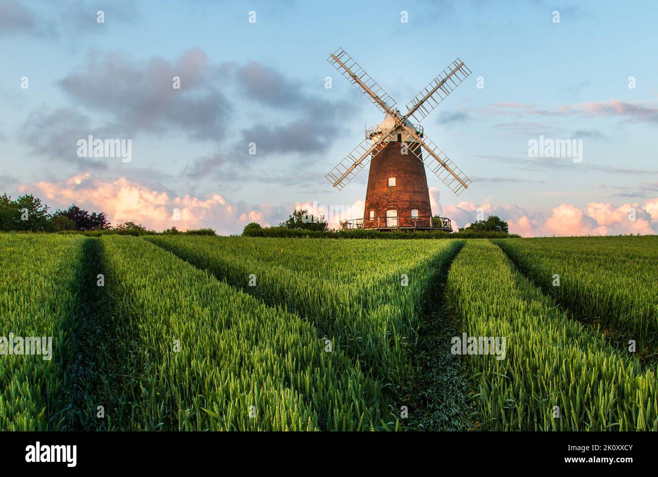 John Webb's Windmill behind a field of green corn with leading lines ...