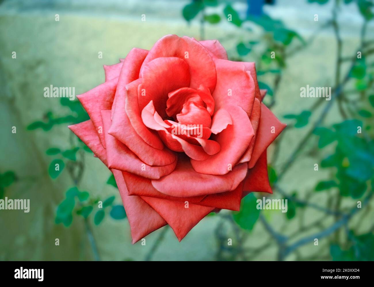 blooming red rose - spring flower garden Stock Photo - Alamy