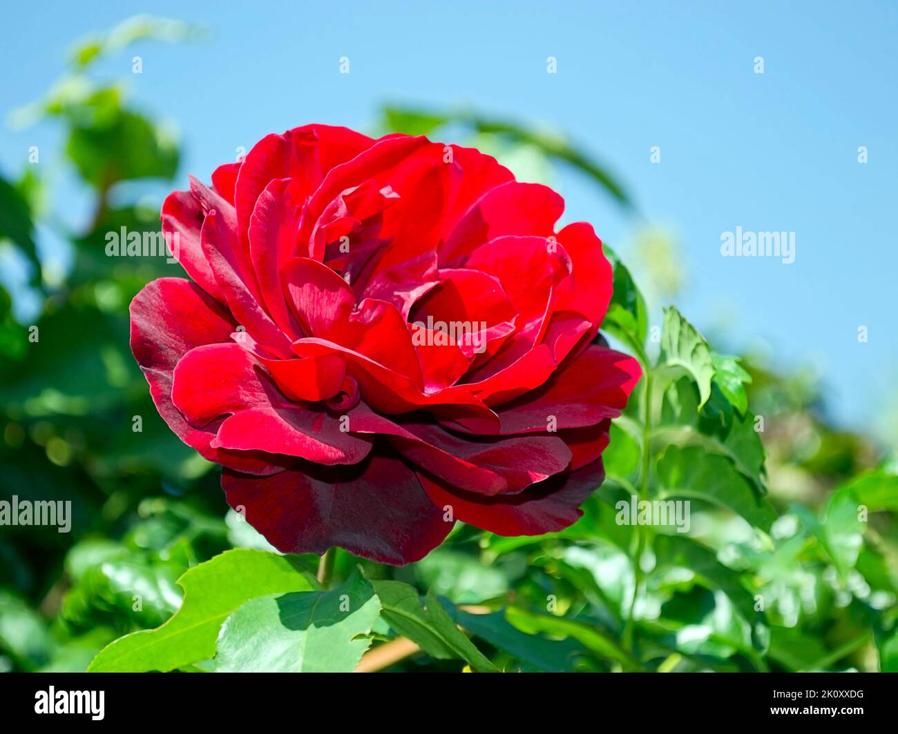 blooming red rose - spring flower garden Stock Photo - Alamy