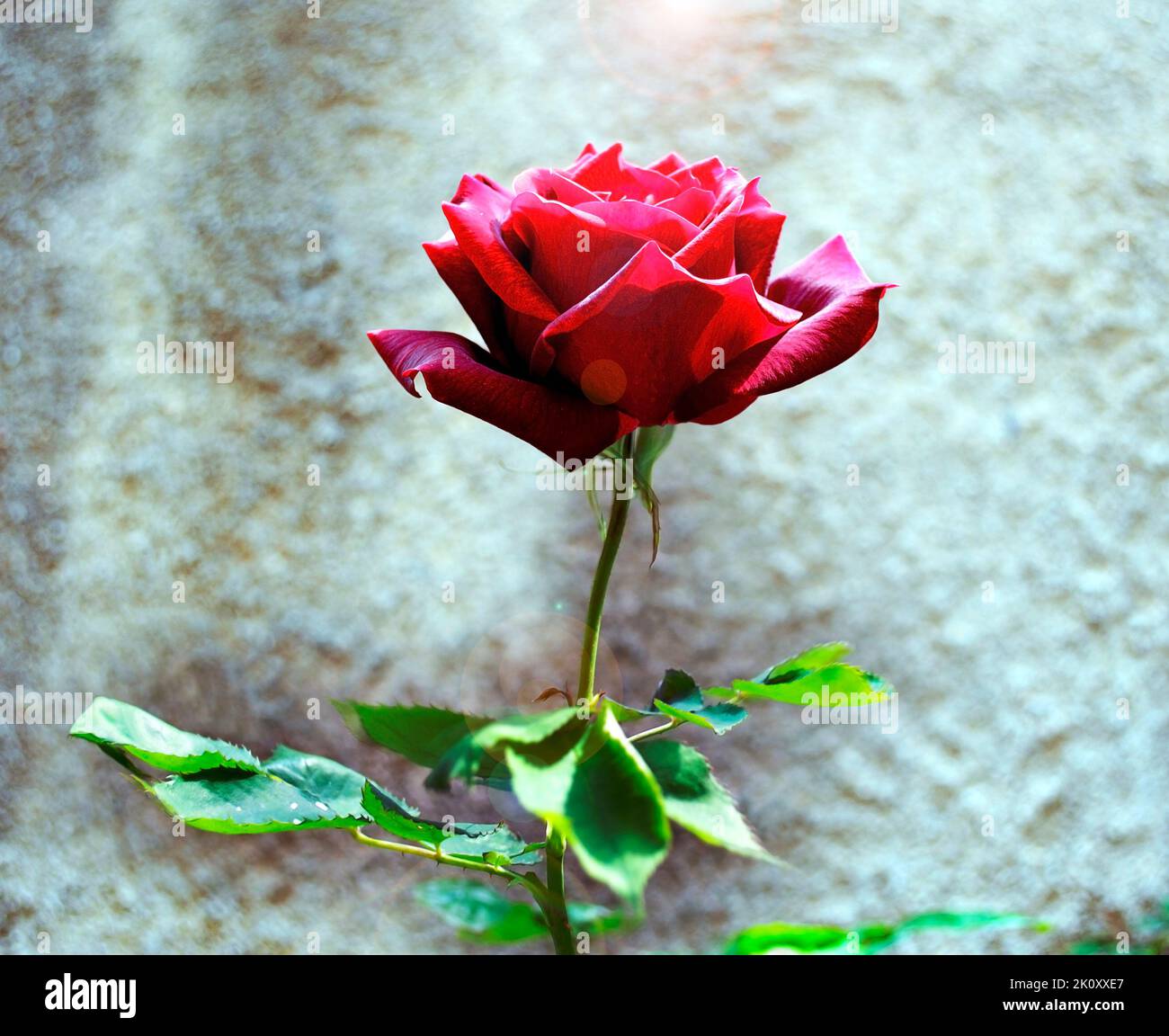 blooming red rose - spring flower garden Stock Photo - Alamy