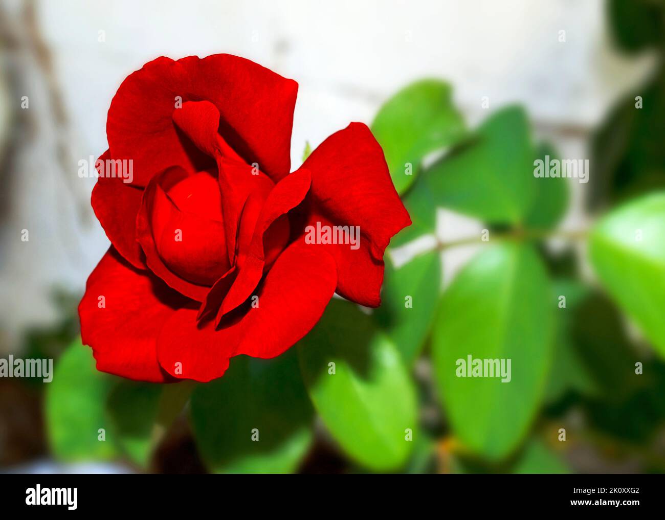 blooming red rose - spring flower garden Stock Photo - Alamy