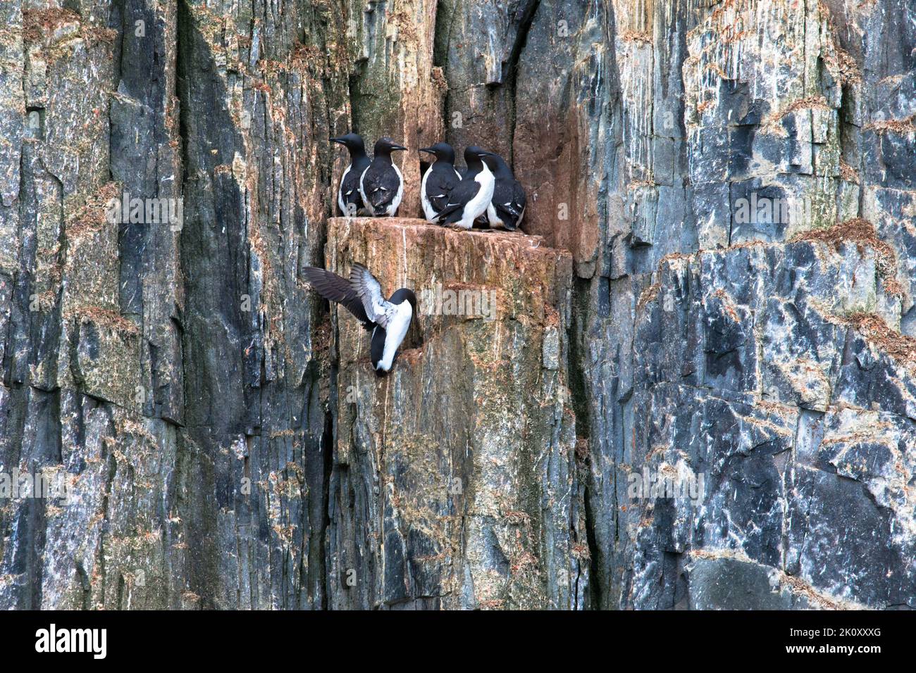 Thick-billed Murres colony at Alkefjellet bird cliff. Home to over ...