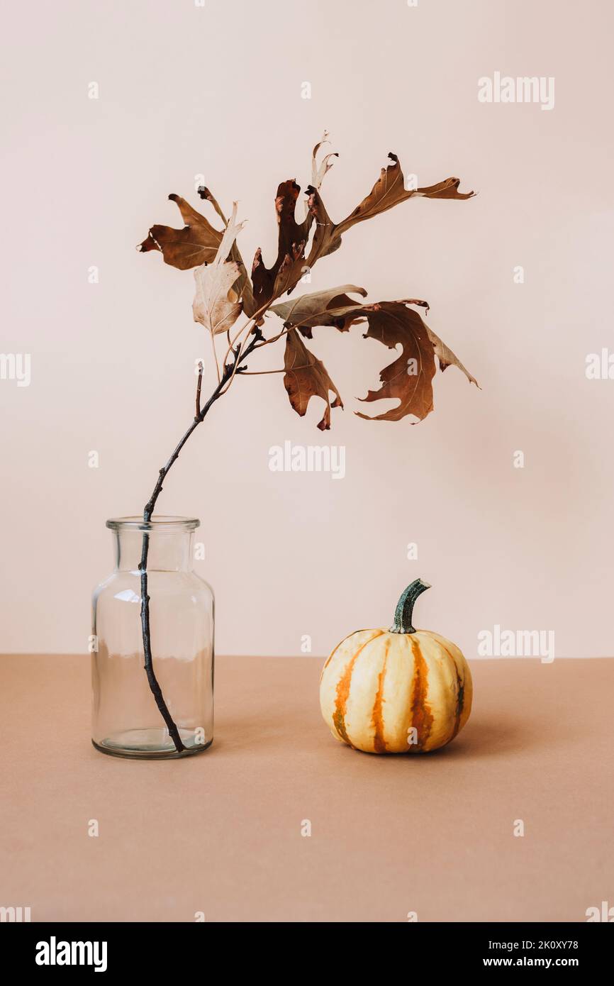 Dry oak branch in glass vase and decorative pumpkin on beige table ...