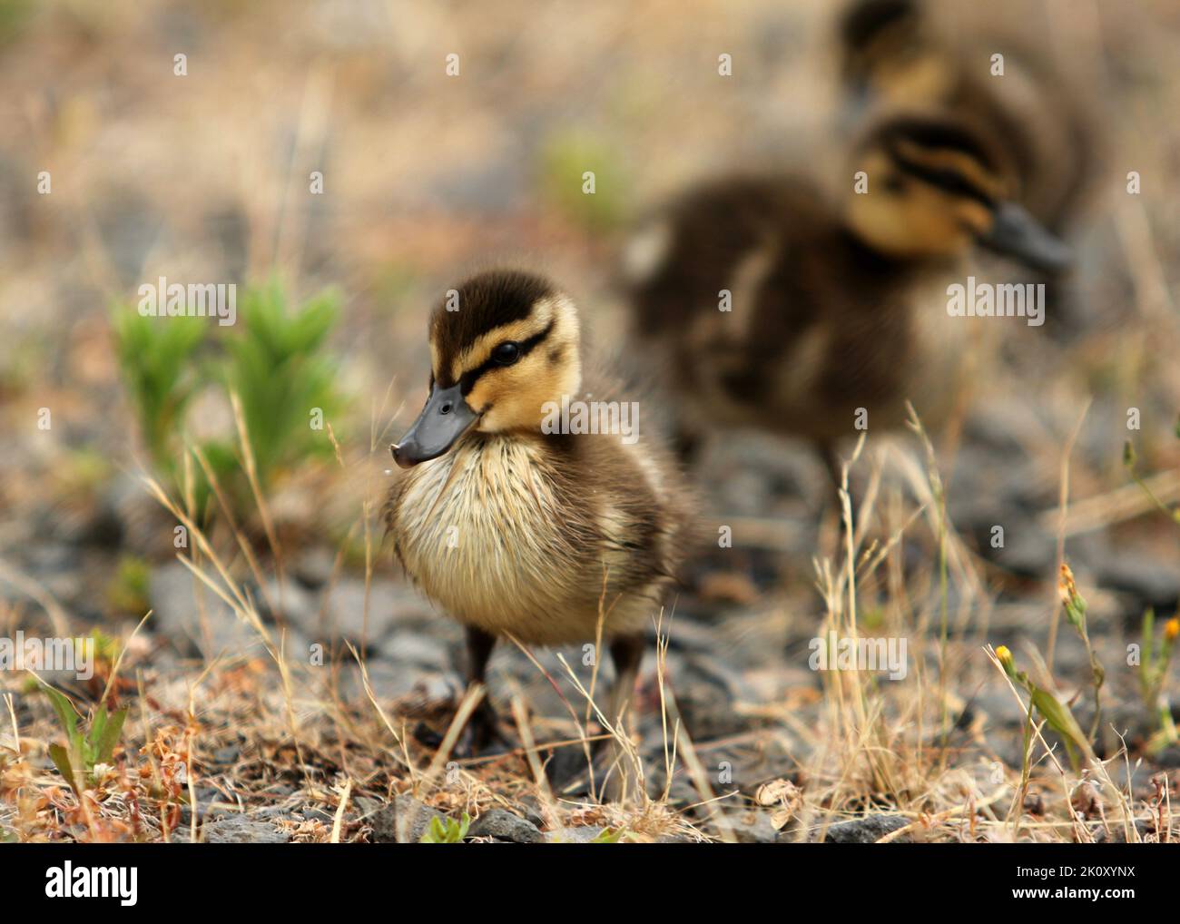 Cute Little Duck Wallpaper