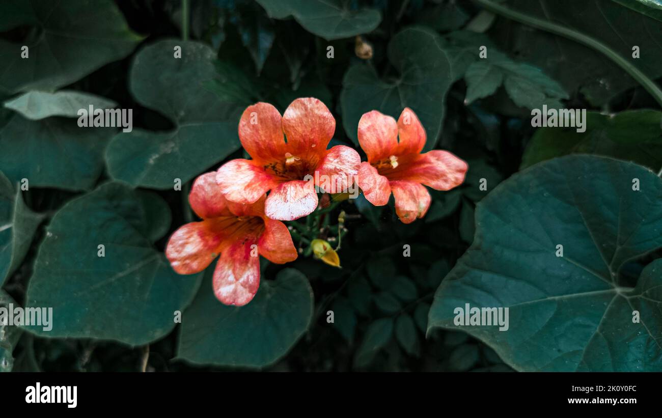 A closeup of a Chinese trumpet vine (Campsis grandiflora) on a lush ...