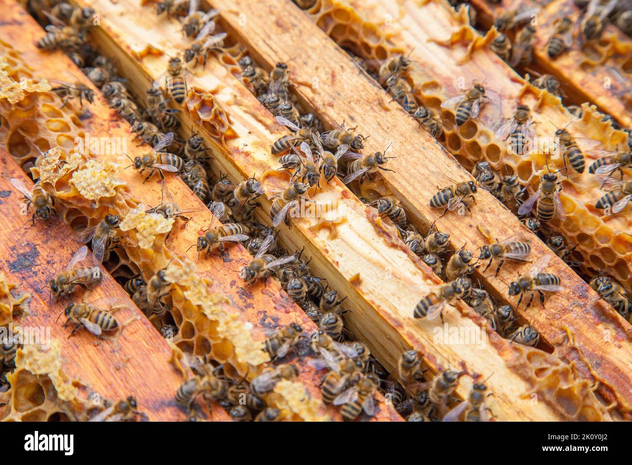 Frames of a beehive. Close up view of the opened hive body showing the ...