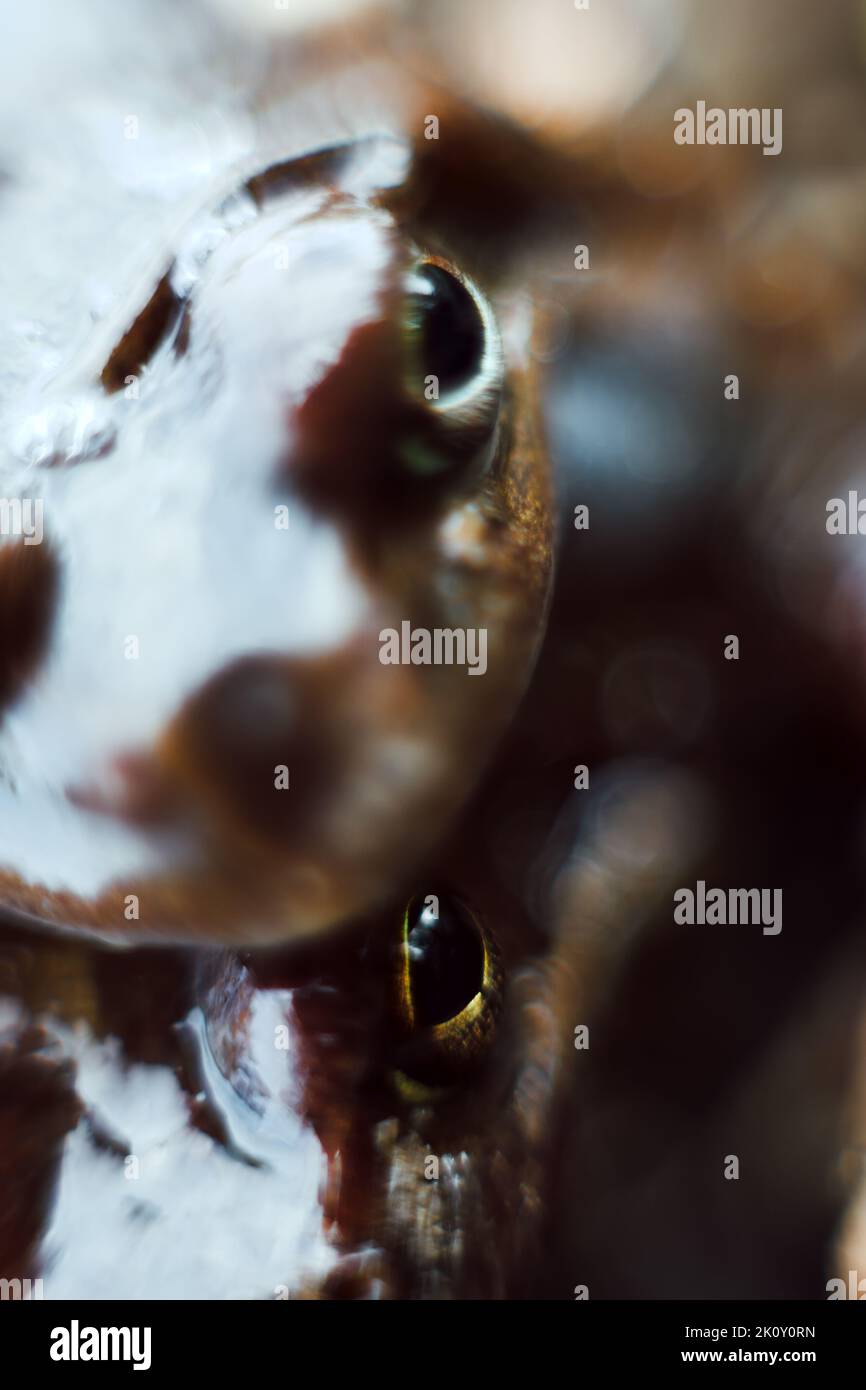 Unusual images of double frog in wet visage. Macro photography soft ...
