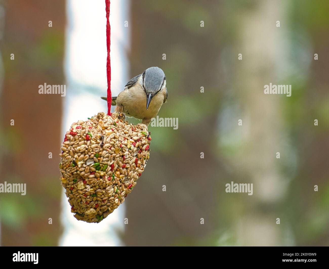 Nuthatch, observed at a feeder heart feeding in the forest. Small gray ...