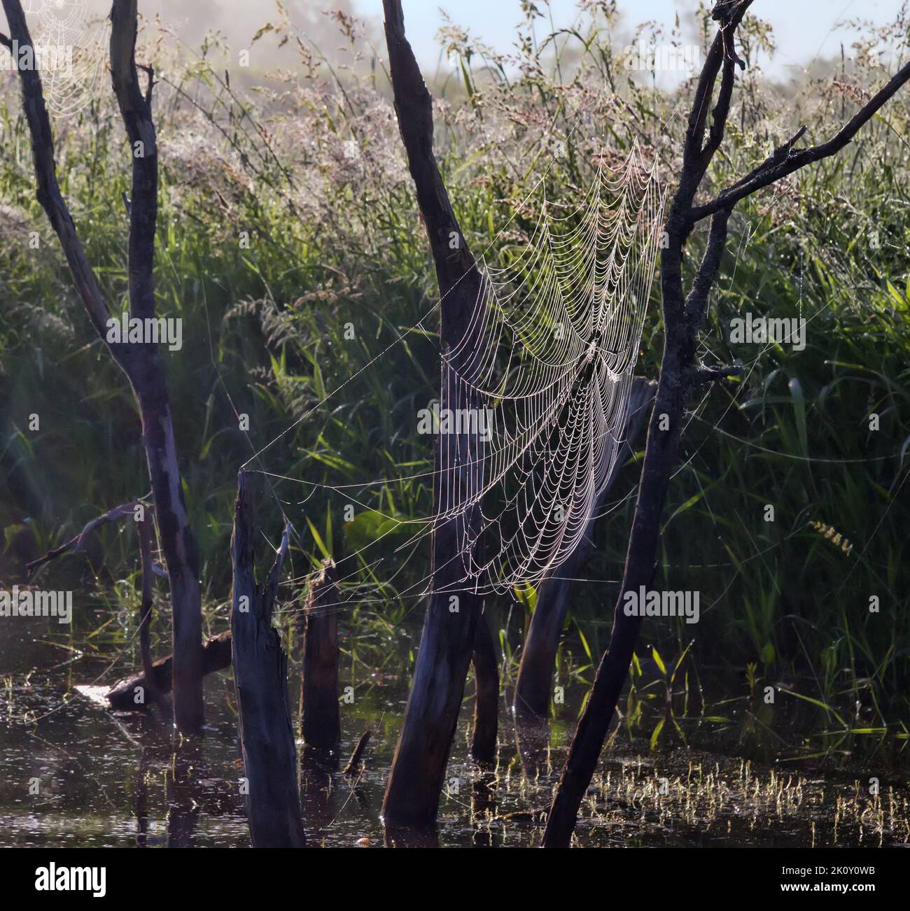 Spider nets are hung on dead trees above the river. Summer meadows in ...
