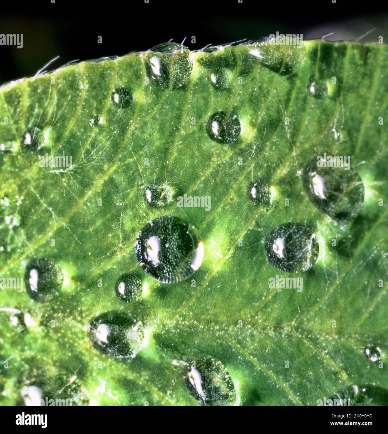Raindrops on green leaves. The drop is like a magnifying glass: leaf ...
