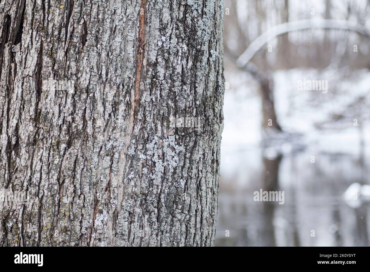 A closeup of a frozen tree log in winter Stock Photo - Alamy