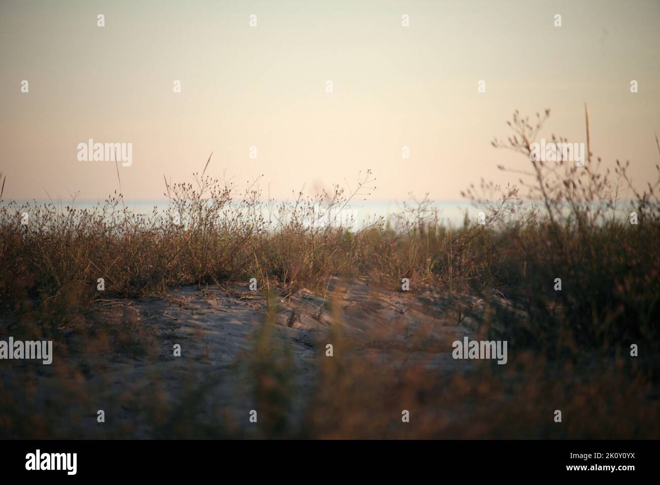 A scenic view of green plants growing on a sandy beach against Lake ...