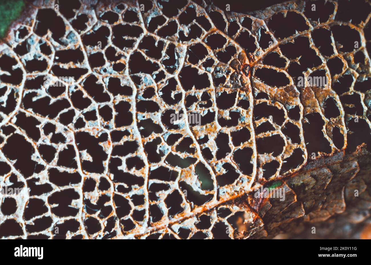 Phytoanatomy (plant design). Dead Leaf: lamina (limb). Mesophyll or ...