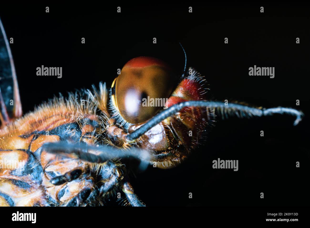Capsule of head and faceted or compound eyes (ommatidium) of dragonfly ...