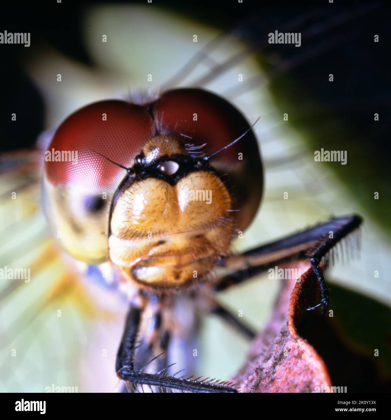 Capsule of head and faceted or compound eyes (ommatidium) of dragonfly ...