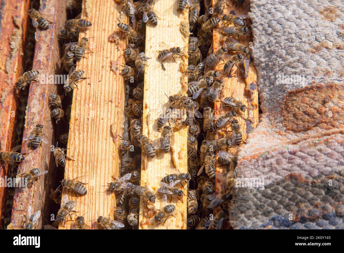 Frames of a beehive. Close up view of the opened hive body showing the ...