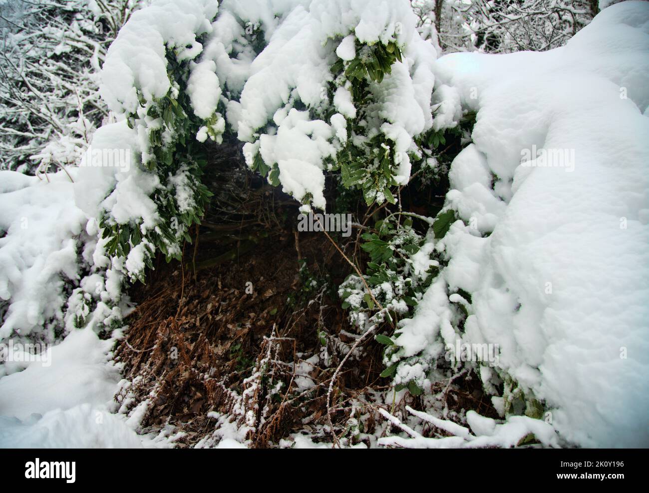 The subtropical forest is covered with snow. Hornbeams woods. Weather ...