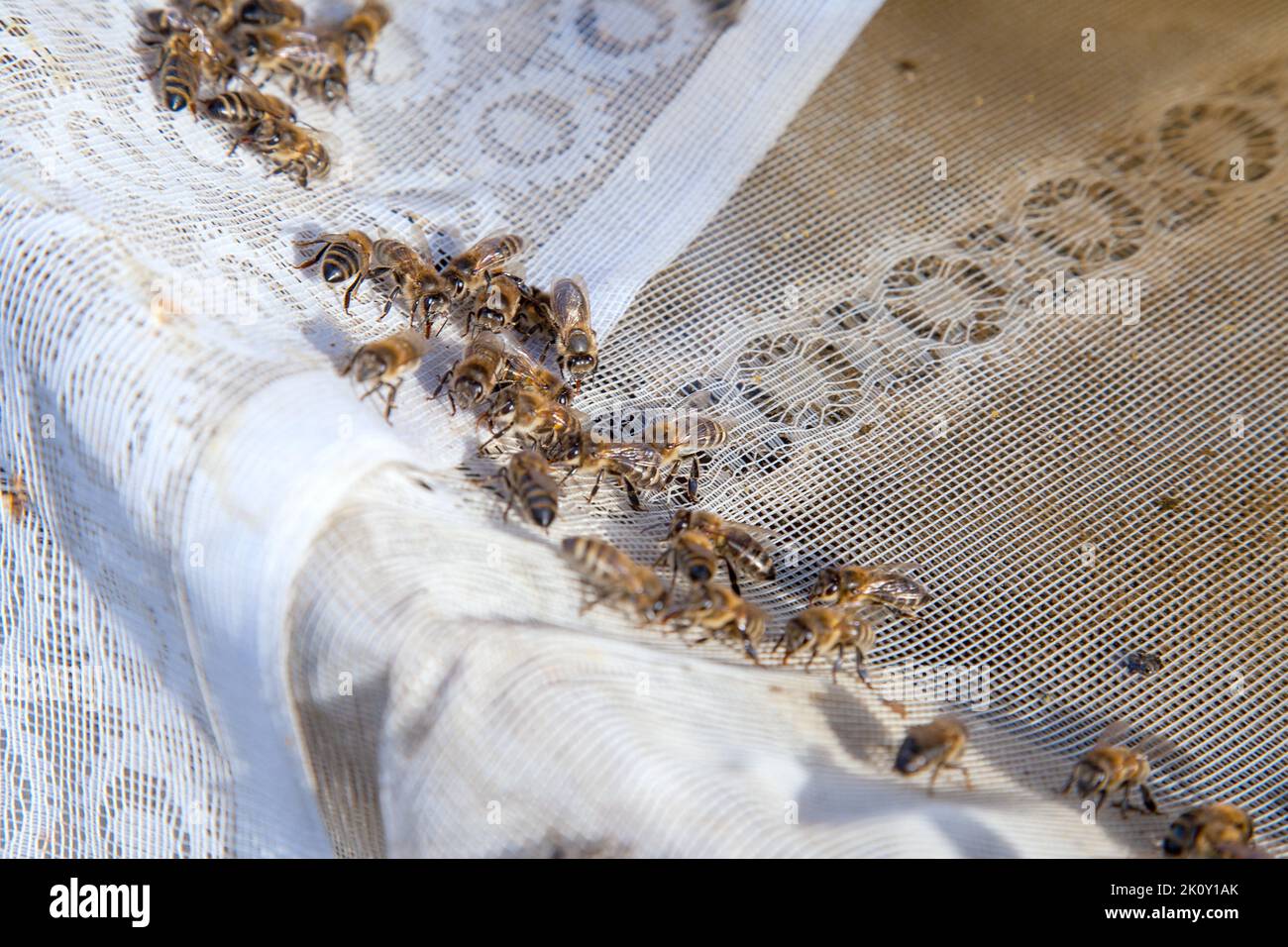 Busy bees, close up view of the working bees. Bees close up showing ...