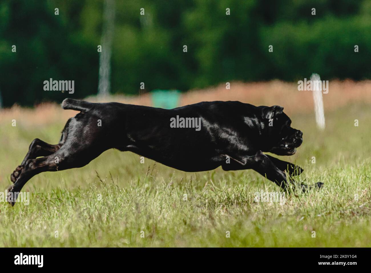 Dog running in green field and chasing lure at full speed on coursing ...