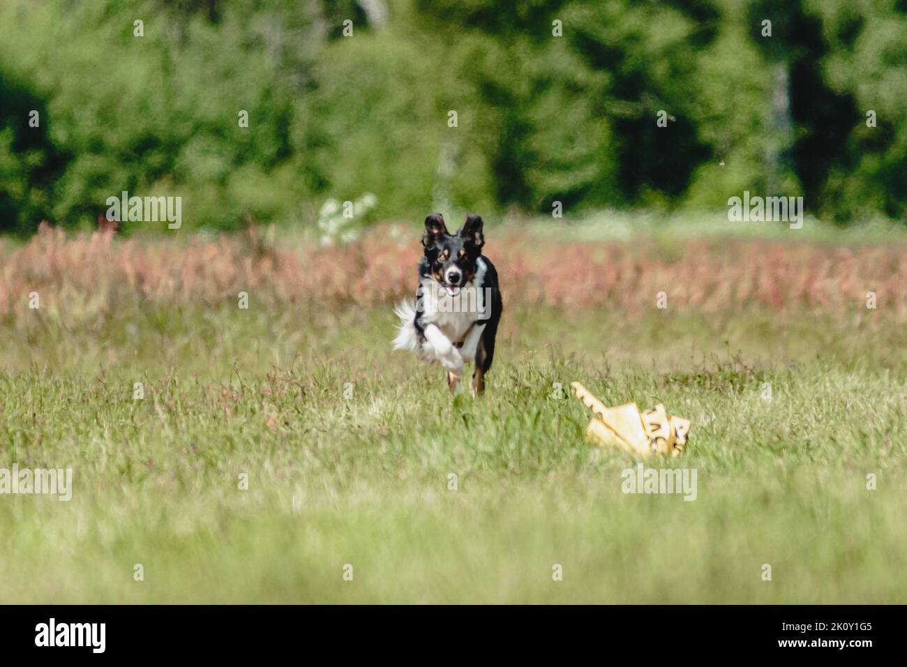 Dog running in green field and chasing lure at full speed on coursing ...