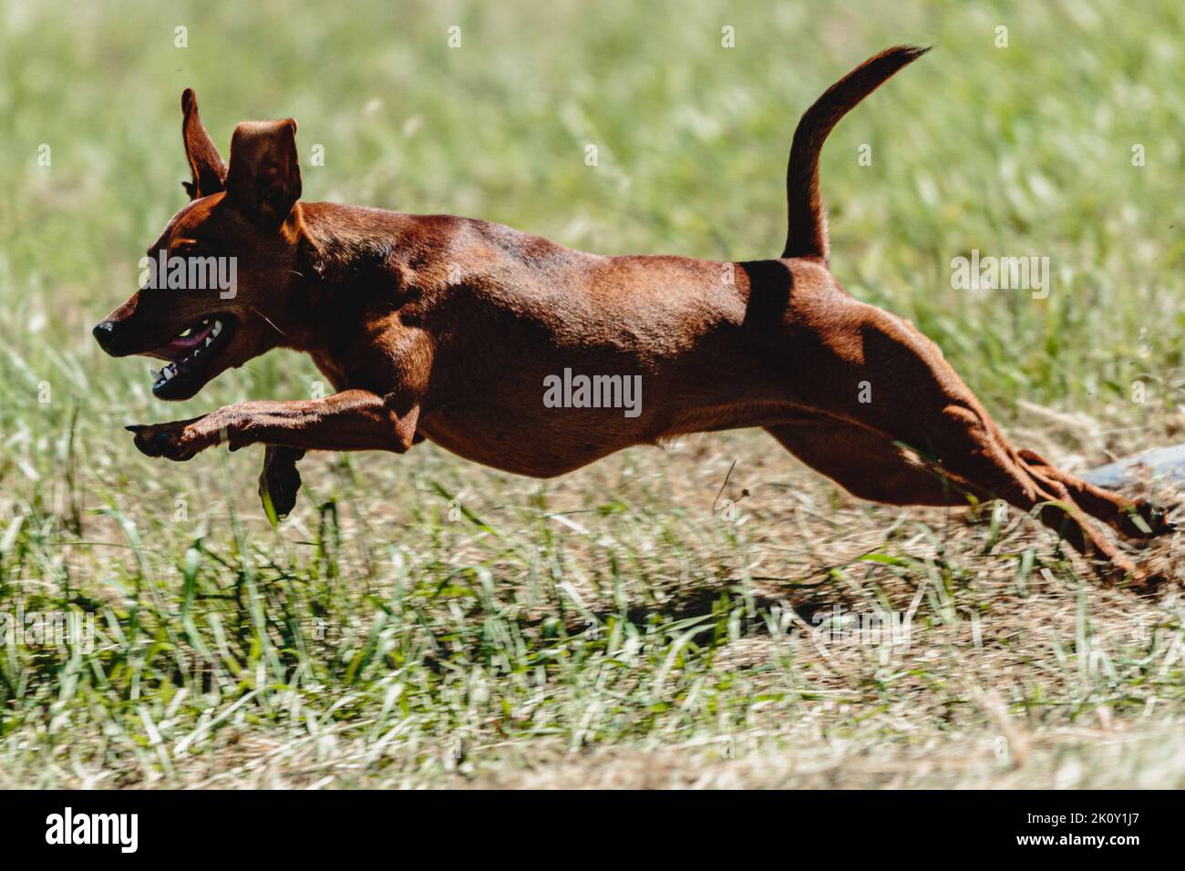 Dog running in green field and chasing lure at full speed on coursing ...