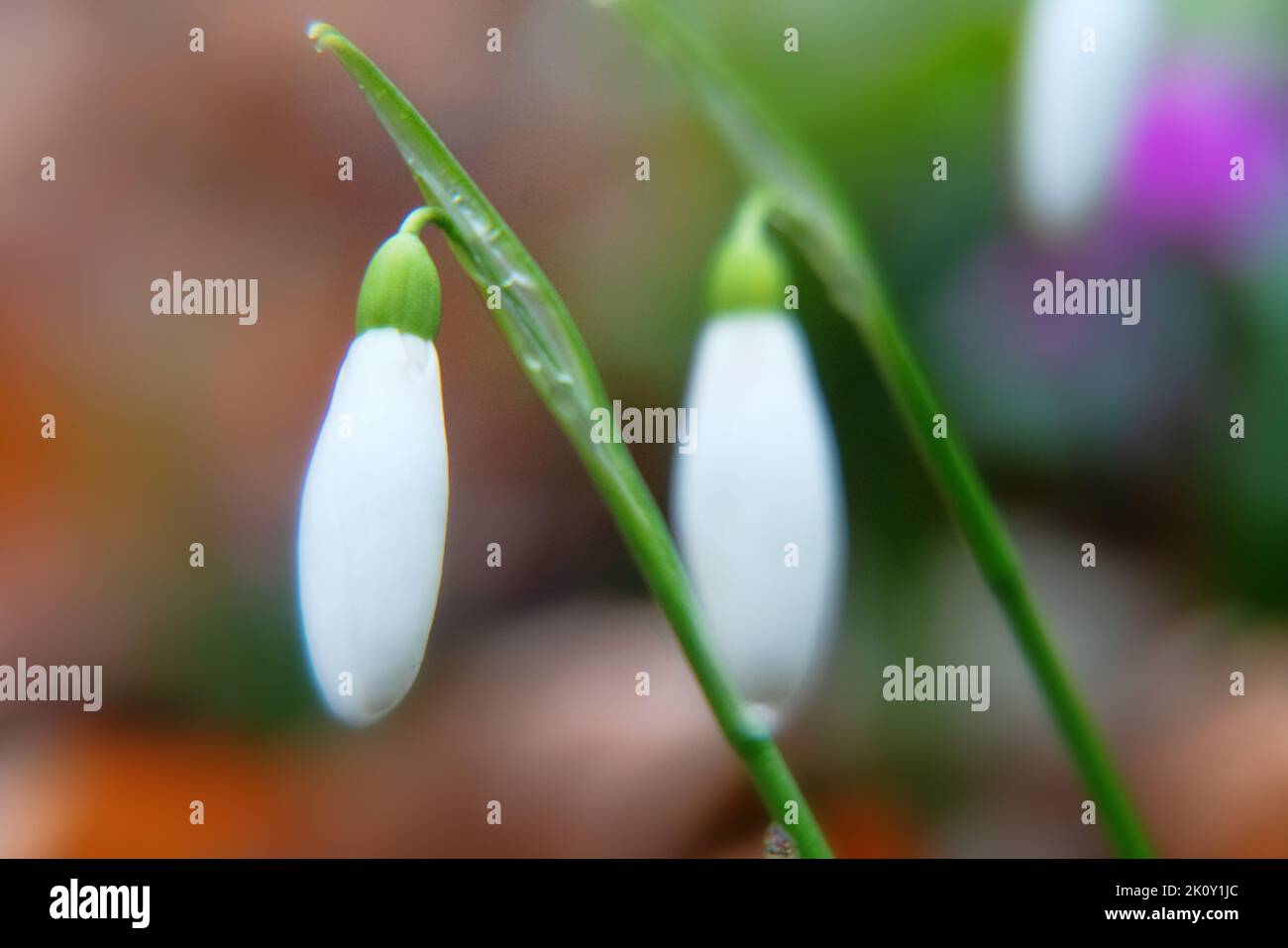 Teardrop shaped buds hi-res stock photography and images - Alamy