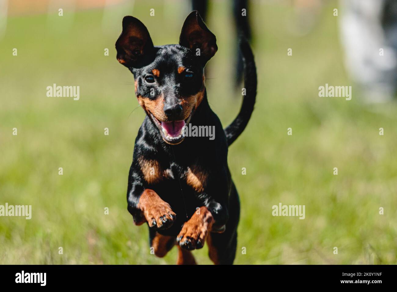 Dog running in green field and chasing lure at full speed on coursing ...