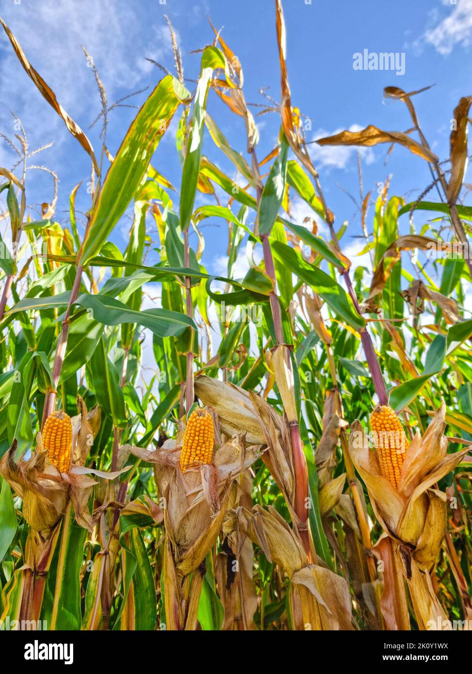 Agricultural field of maize, dry corn in autumn before harvest ...