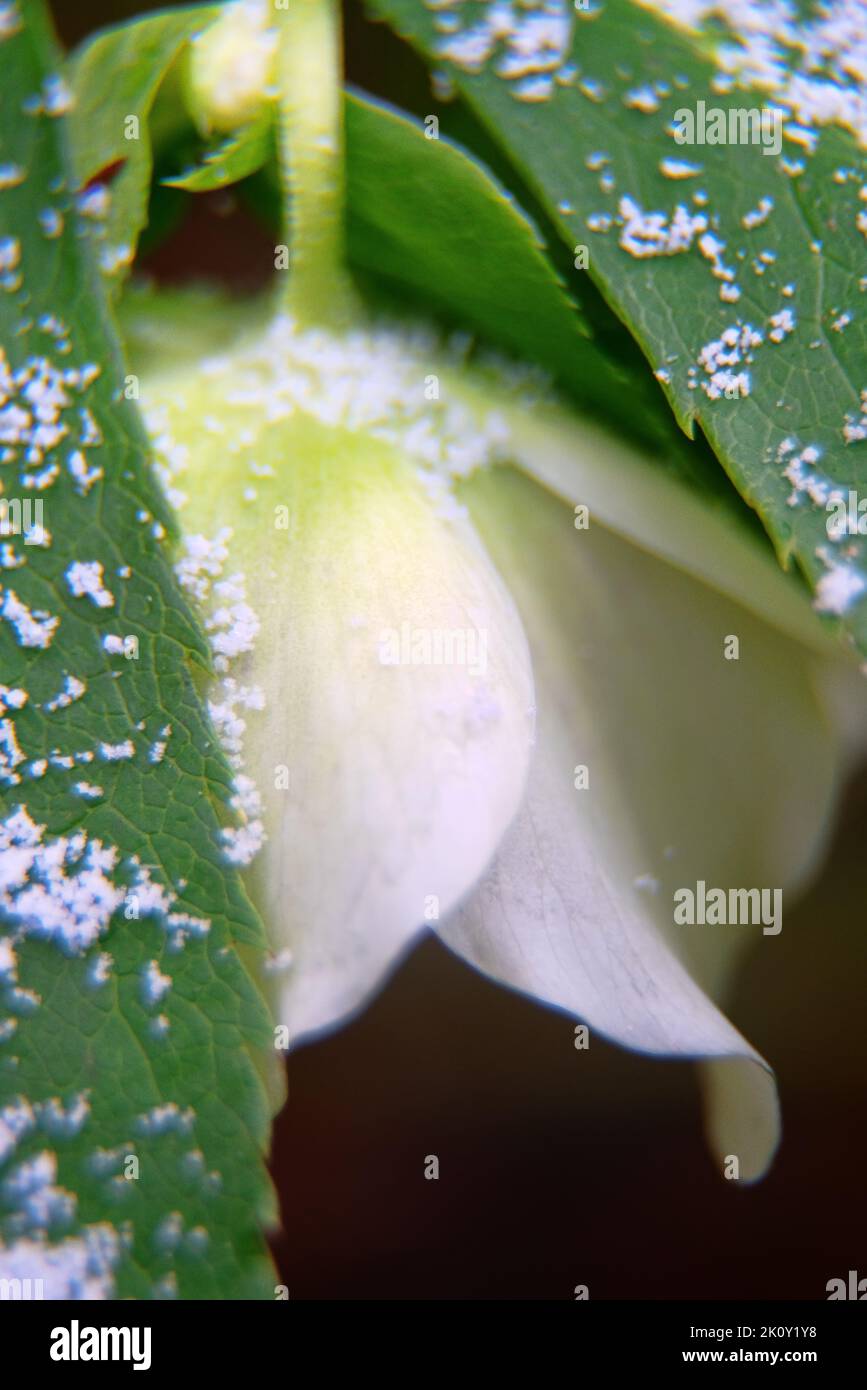 Christmas flower (Helleborus) are depicted in close-up. This unusual ...