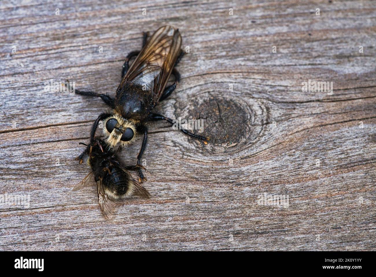Yellow robber fly with prey hi-res stock photography and images - Alamy