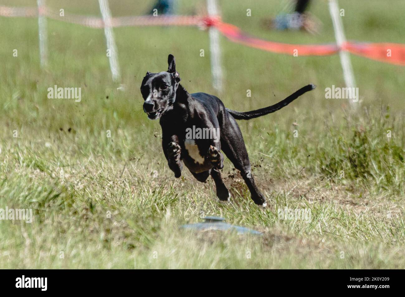 Dog running in green field and chasing lure at full speed on coursing ...