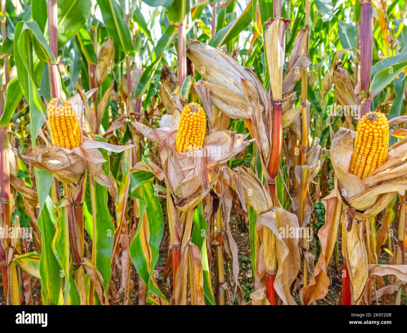 Agricultural field of maize, dry corn in autumn before harvest ...