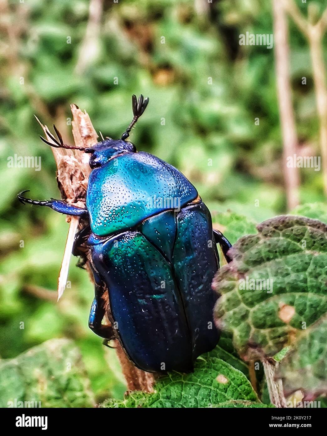 Attractive beetle hi-res stock photography and images - Alamy