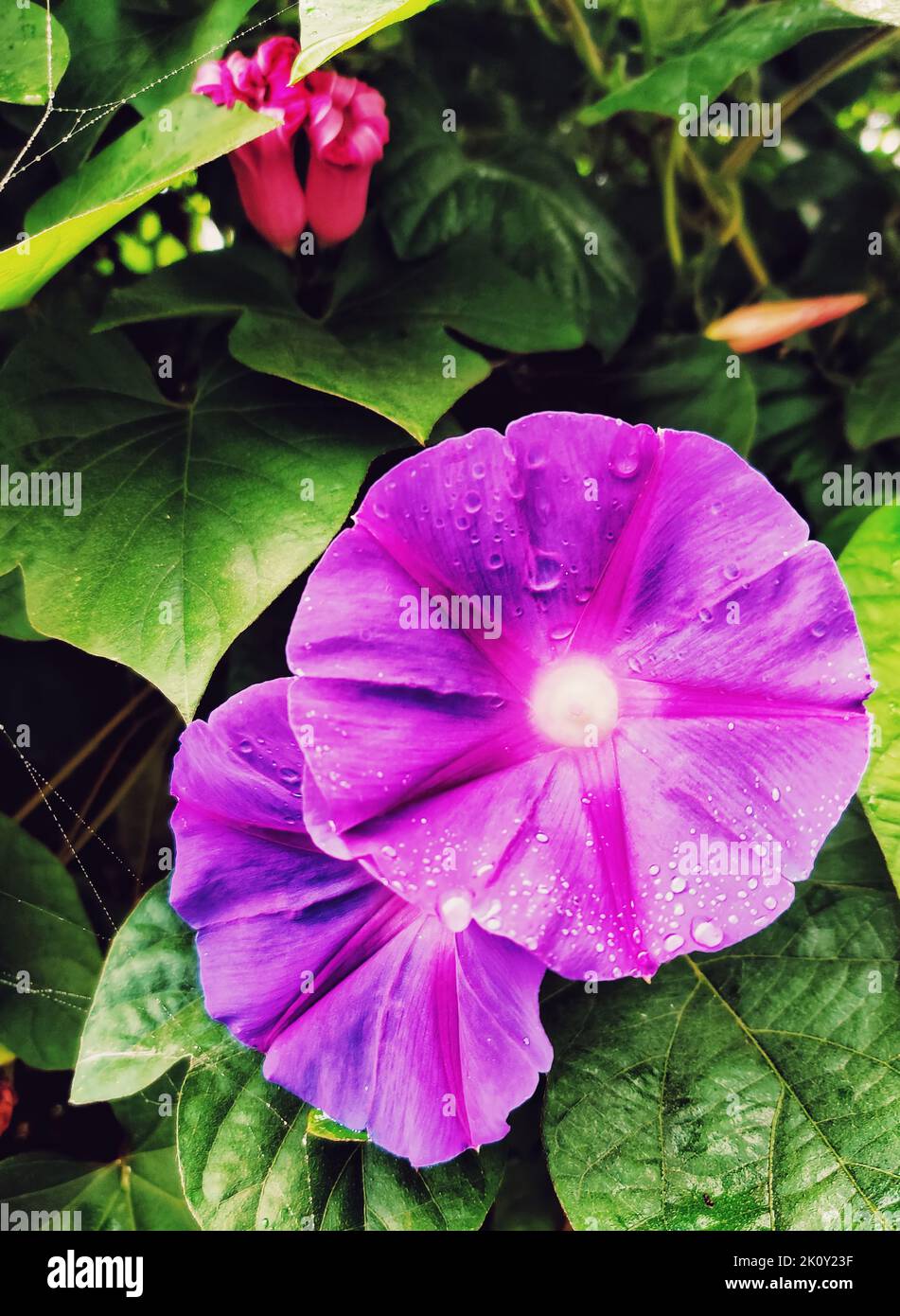 Flower photography sample hi-res stock photography and images - Alamy