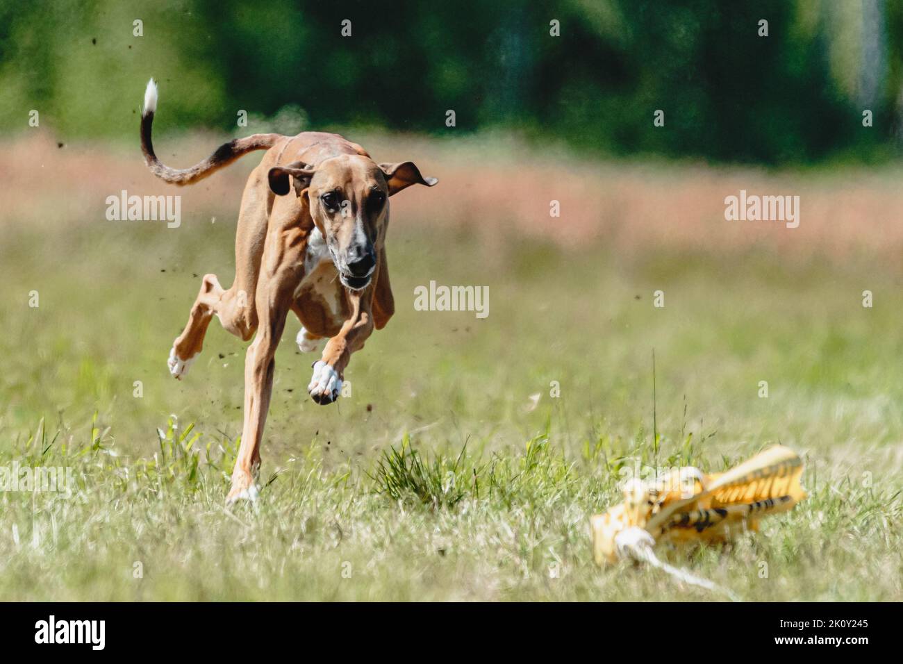 Dog running in green field and chasing lure at full speed on coursing ...