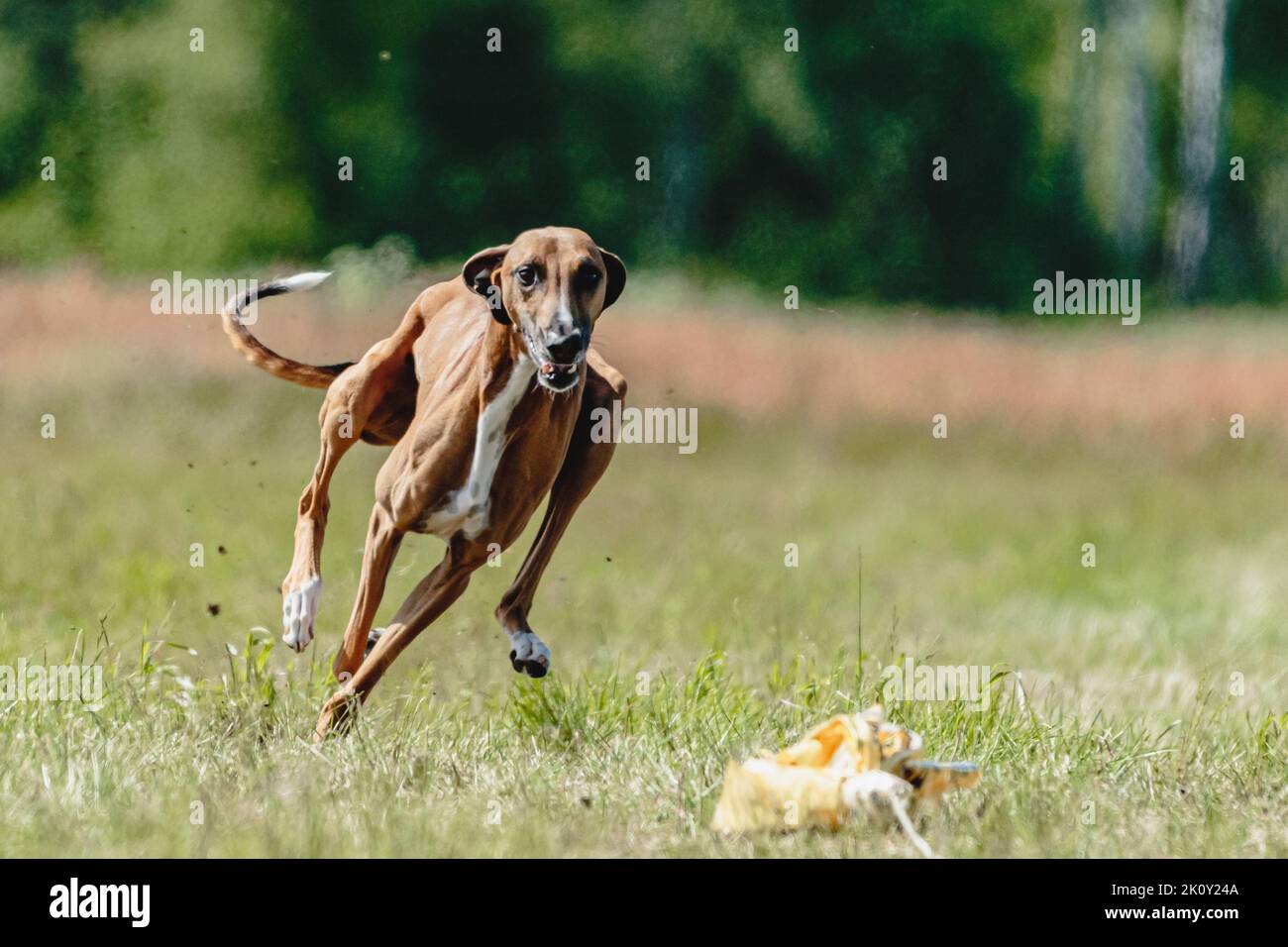 Dog running in green field and chasing lure at full speed on coursing ...