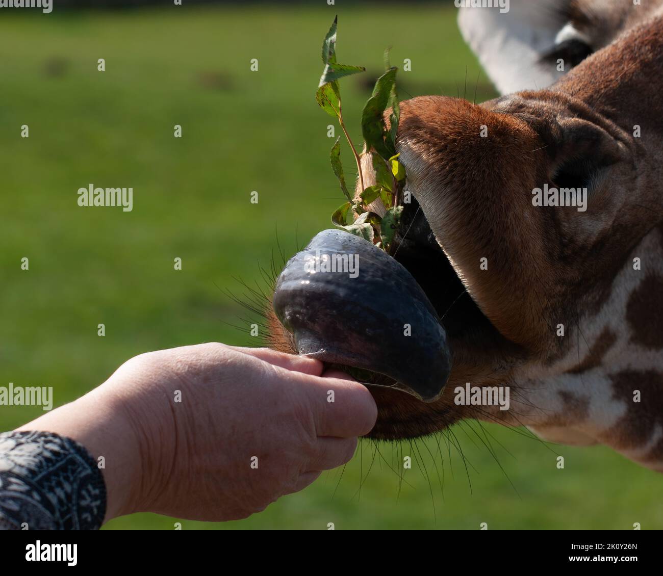 The close-up view of a hand feeding a reticulated giraffes nose Stock ...